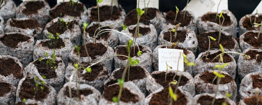 » Backyard Bliss Michelle Conaway