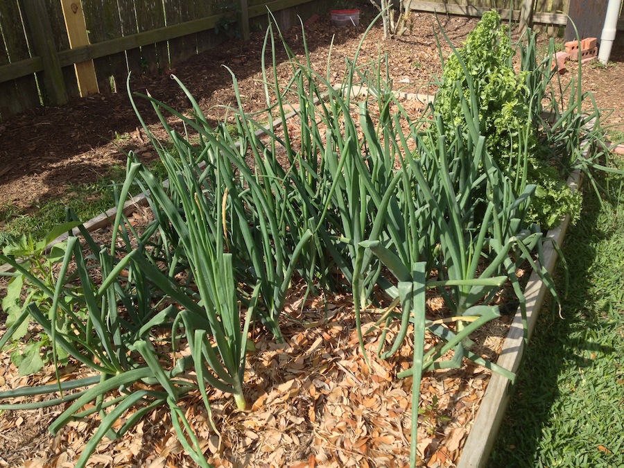 » Onion Harvest Michelle Conaway